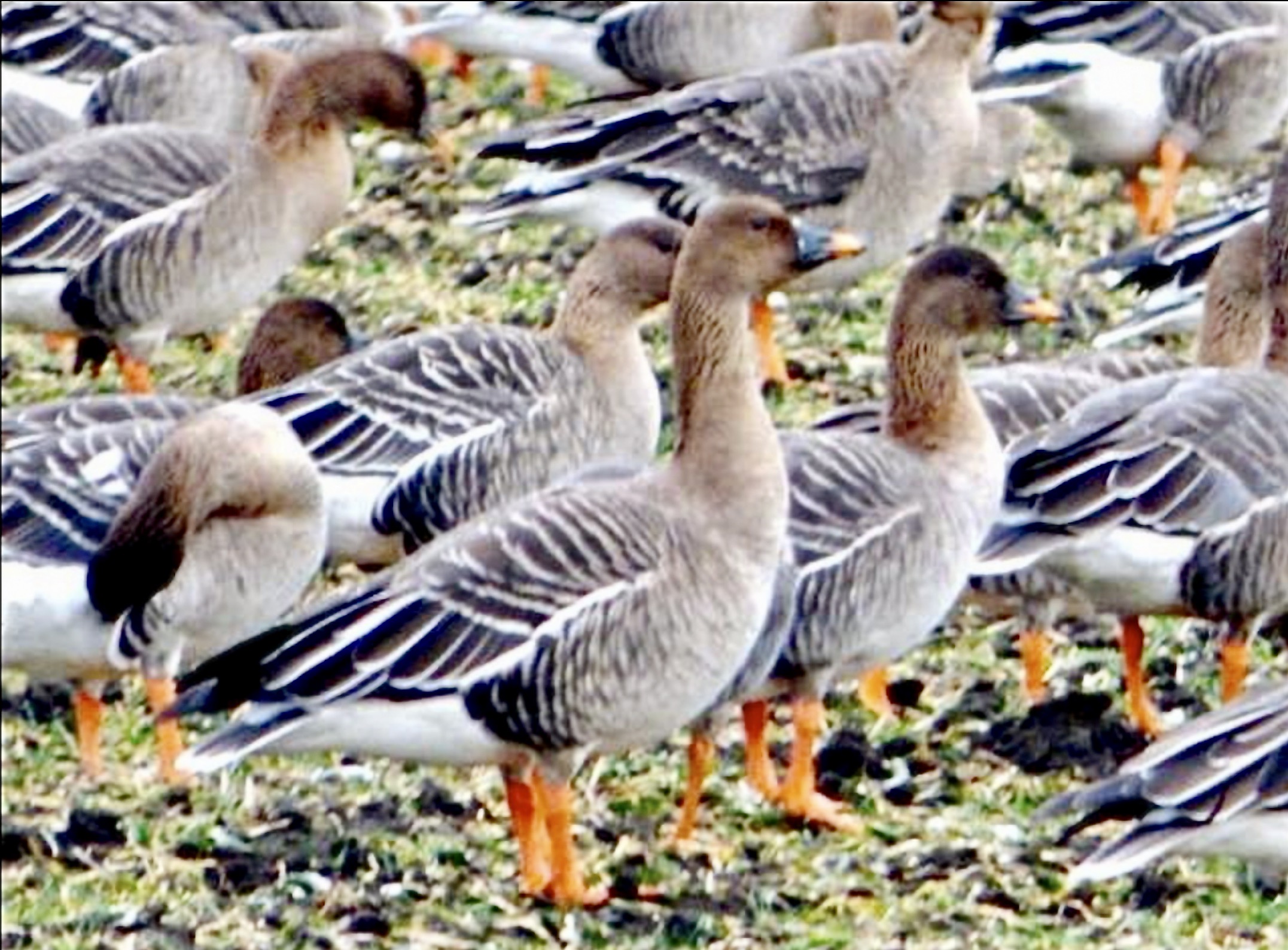 In der winterlichen Feldflur | hws-natour